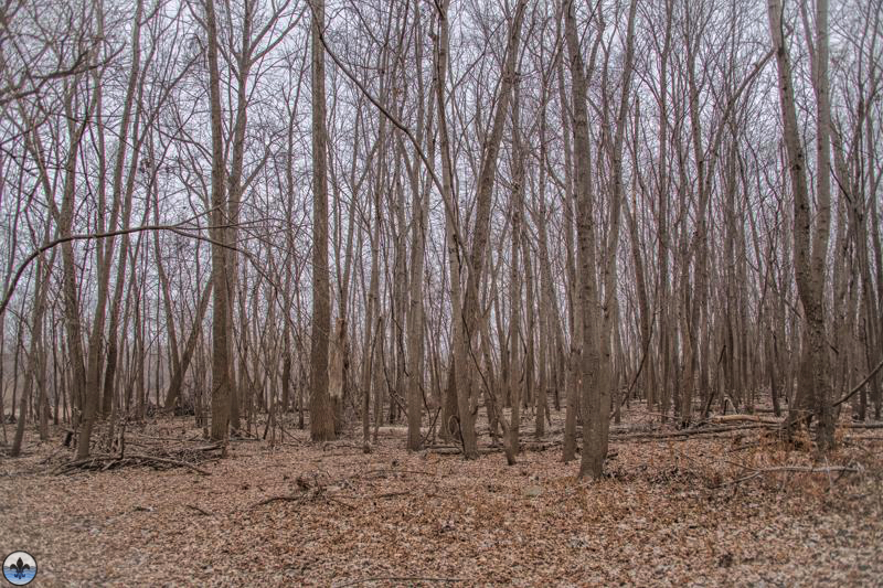 Mini-Flood 57: Chouteau Island – Photoflood Stl